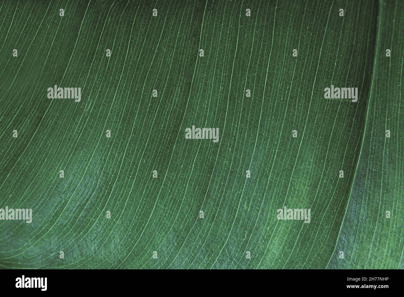 Lines on leaf hi-res stock photography and images - Alamy