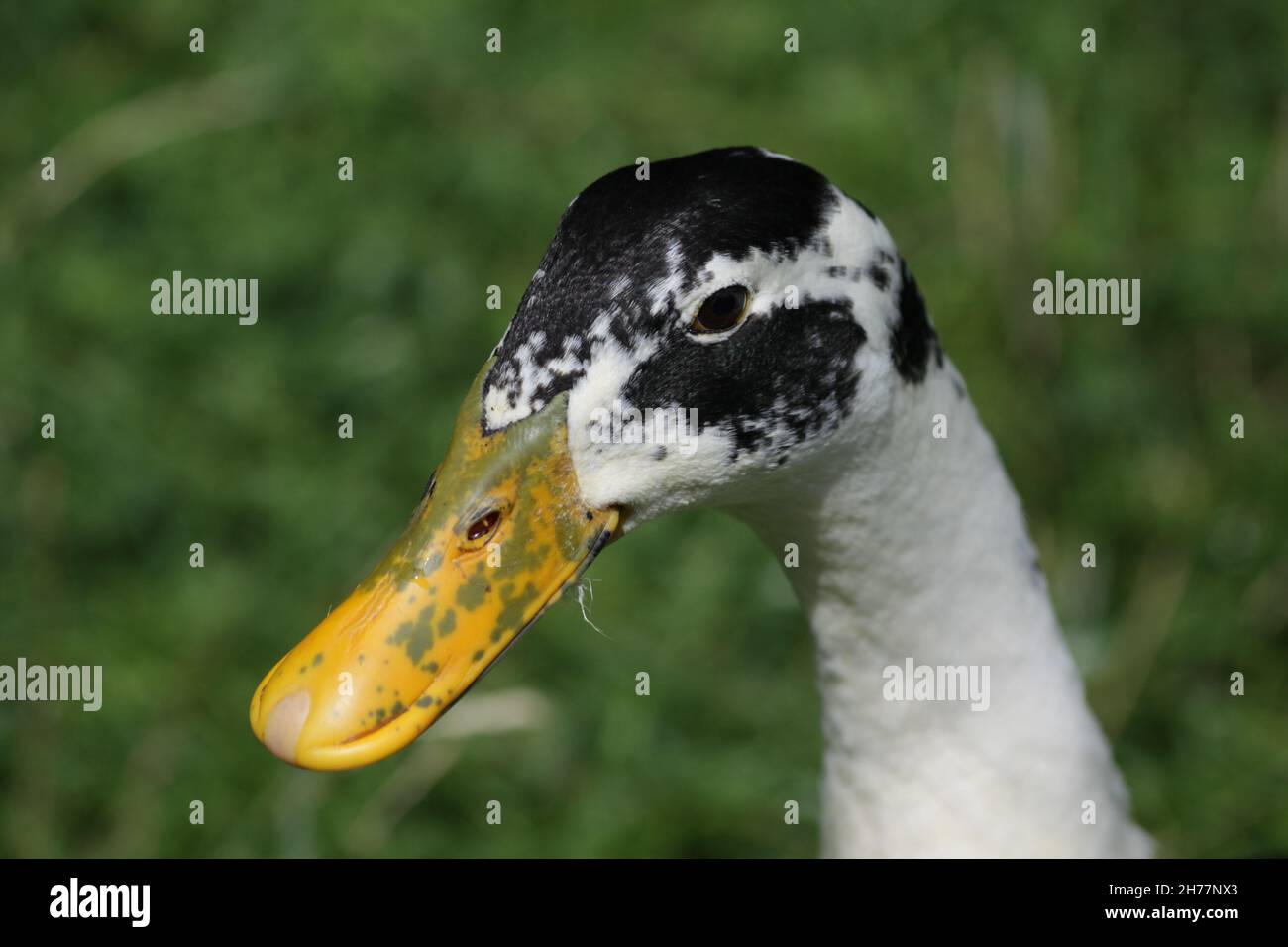 White duck with orange beak hi-res stock photography and images - Alamy
