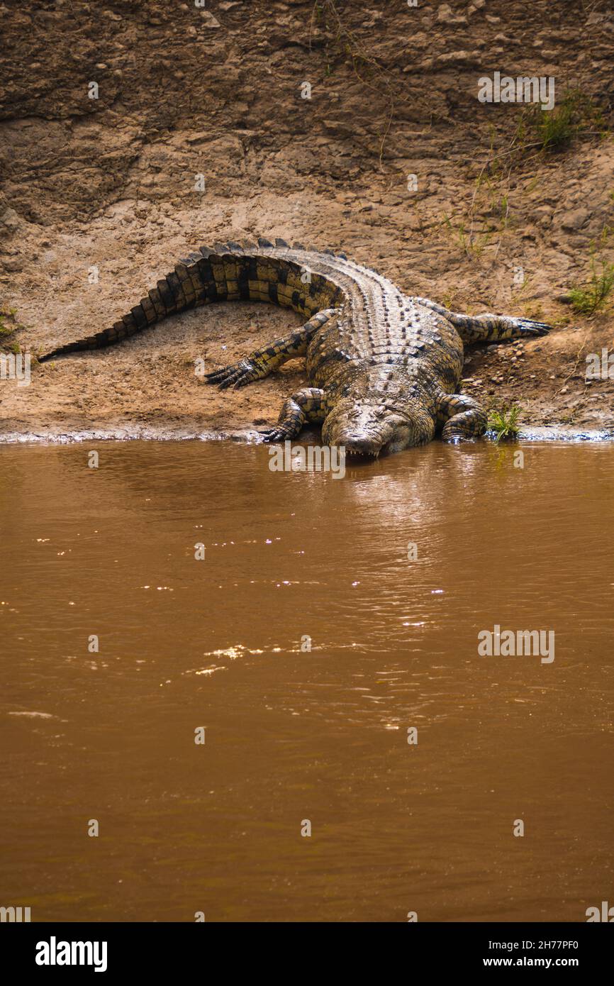 A vertical shot of a Nile crocodile in Kenya Stock Photo - Alamy