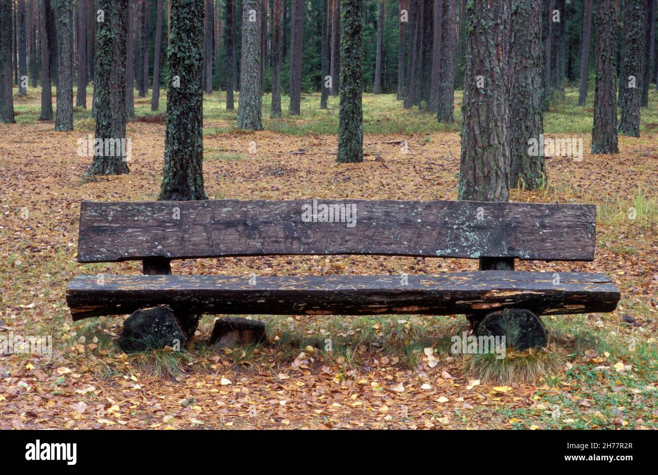 Wooden bench, seat in 2004, analog. Pine trees, trunks and leves on the ...