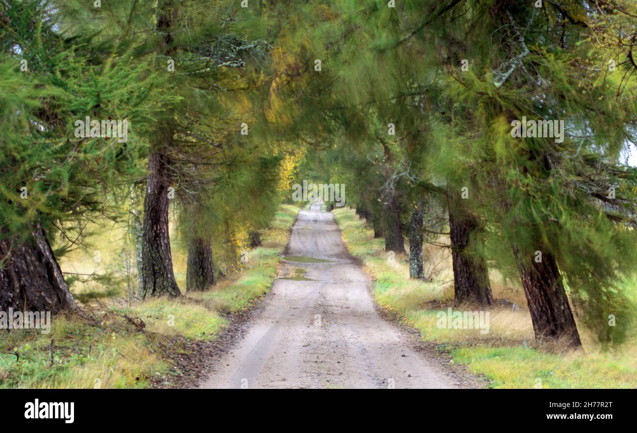 Stormy weather along an alley in 2004, analog. Strong wind, wet and a ...