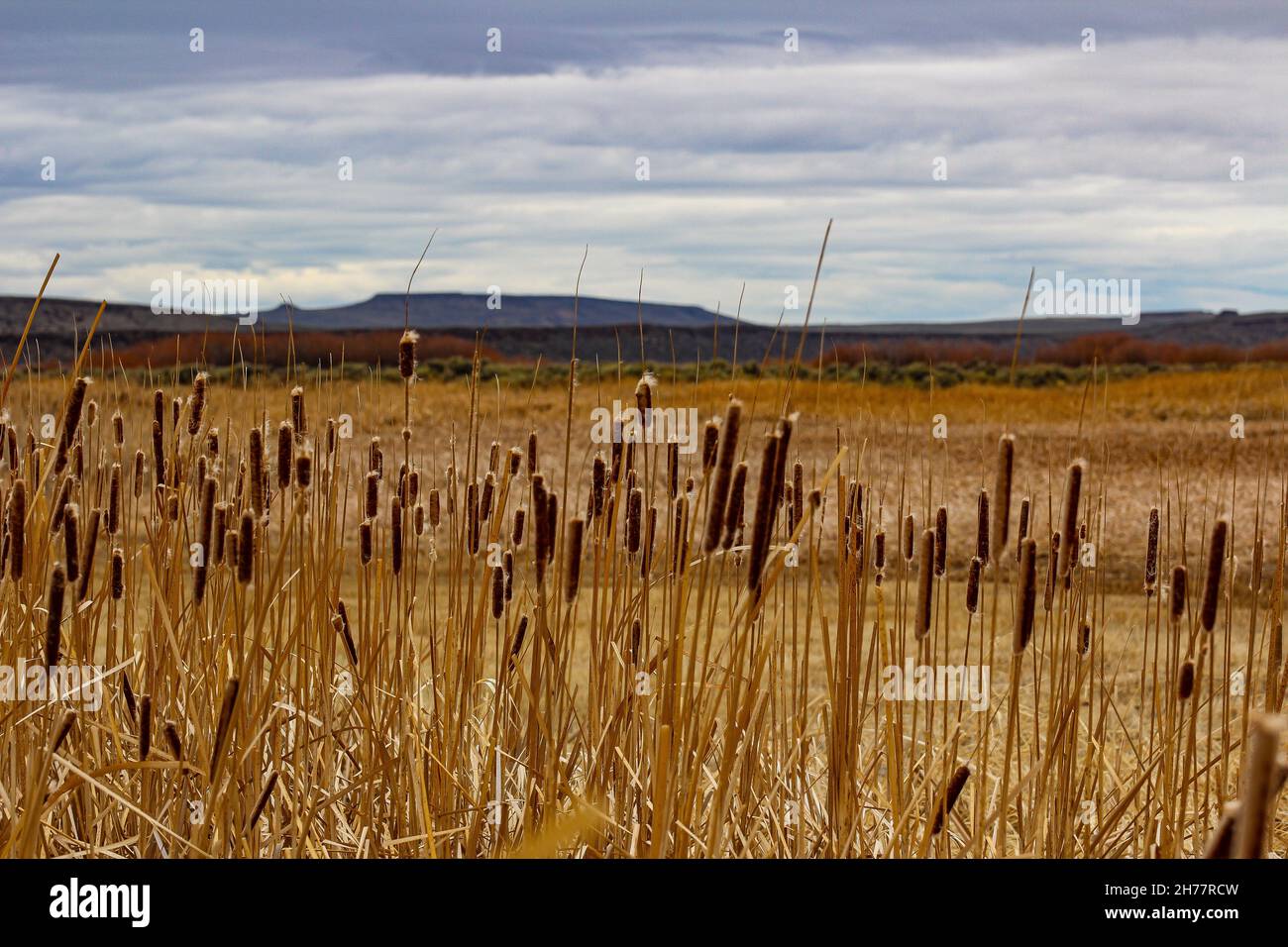 A view of a field of cattails under a cloudy sky in eastern Oregon ...