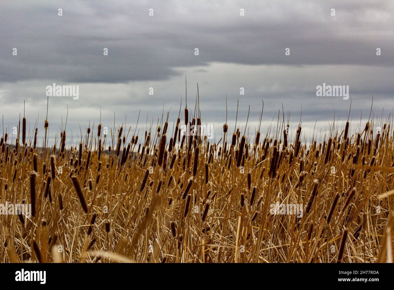 A view of a field of cattails under a cloudy sky in eastern Oregon ...