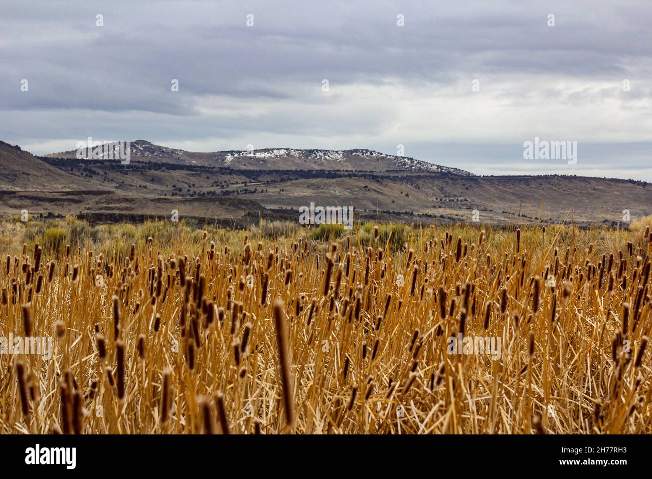 A view of a field of cattails under a cloudy sky in eastern Oregon ...