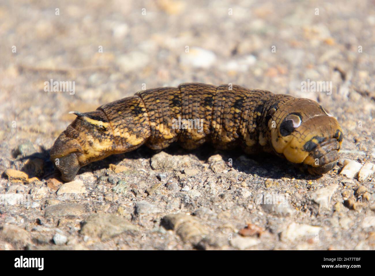 Caterpillar of the elephant hawk moth, also called Deilephila elpenor ...