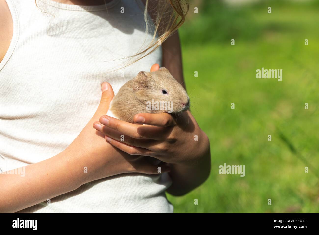 Baby guinea pig on girl's hands. Concept of taking care about animals ...
