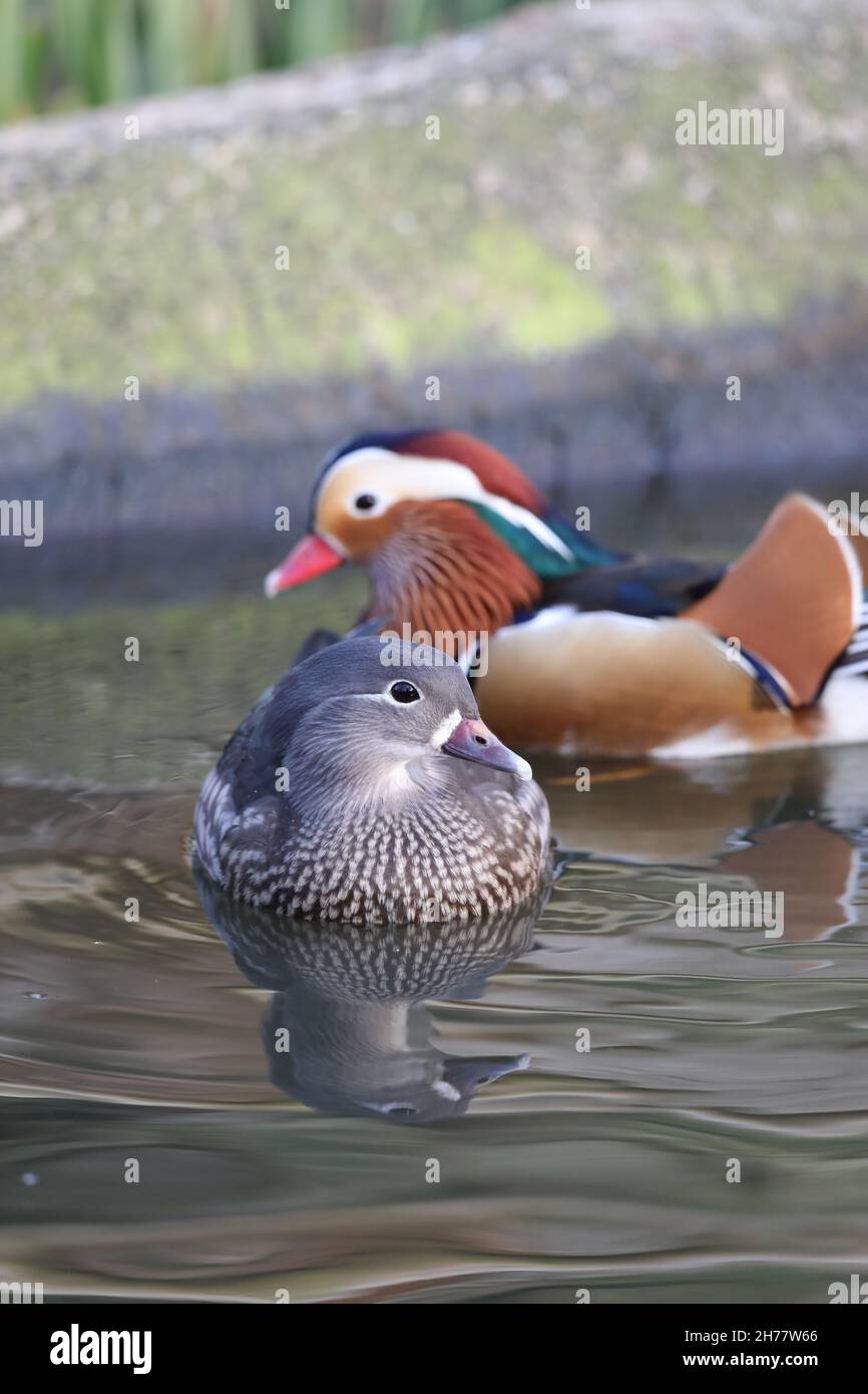 Mandarin Duck (Aix galericulata). Pair. Male in breeding plumage ...