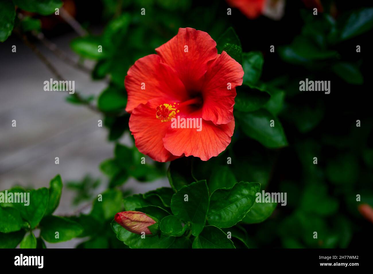 Chinese red flower hi-res stock photography and images - Alamy