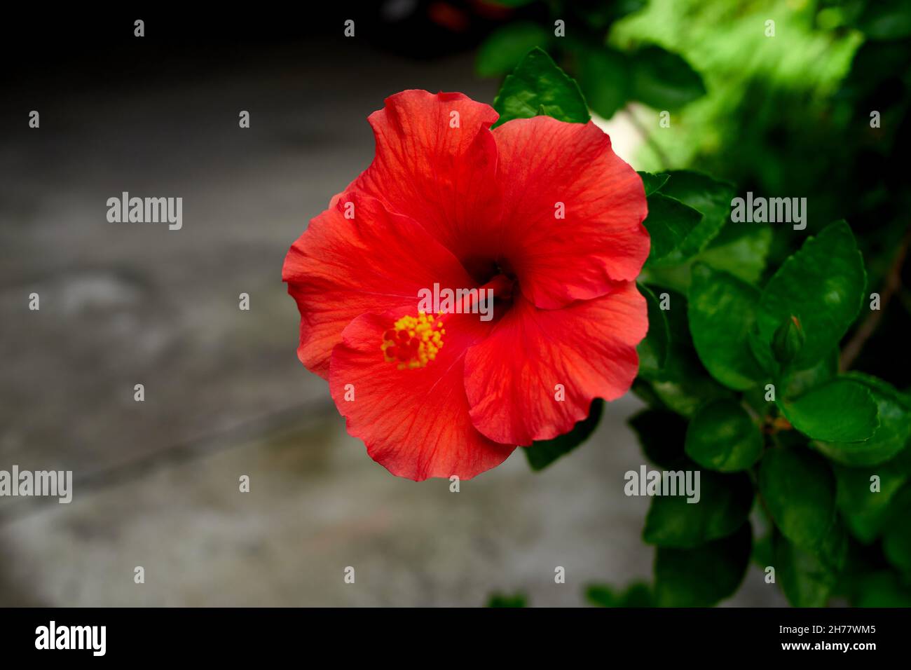 Red hibiscus flower blooming isolated on tree branch Stock Photo - Alamy