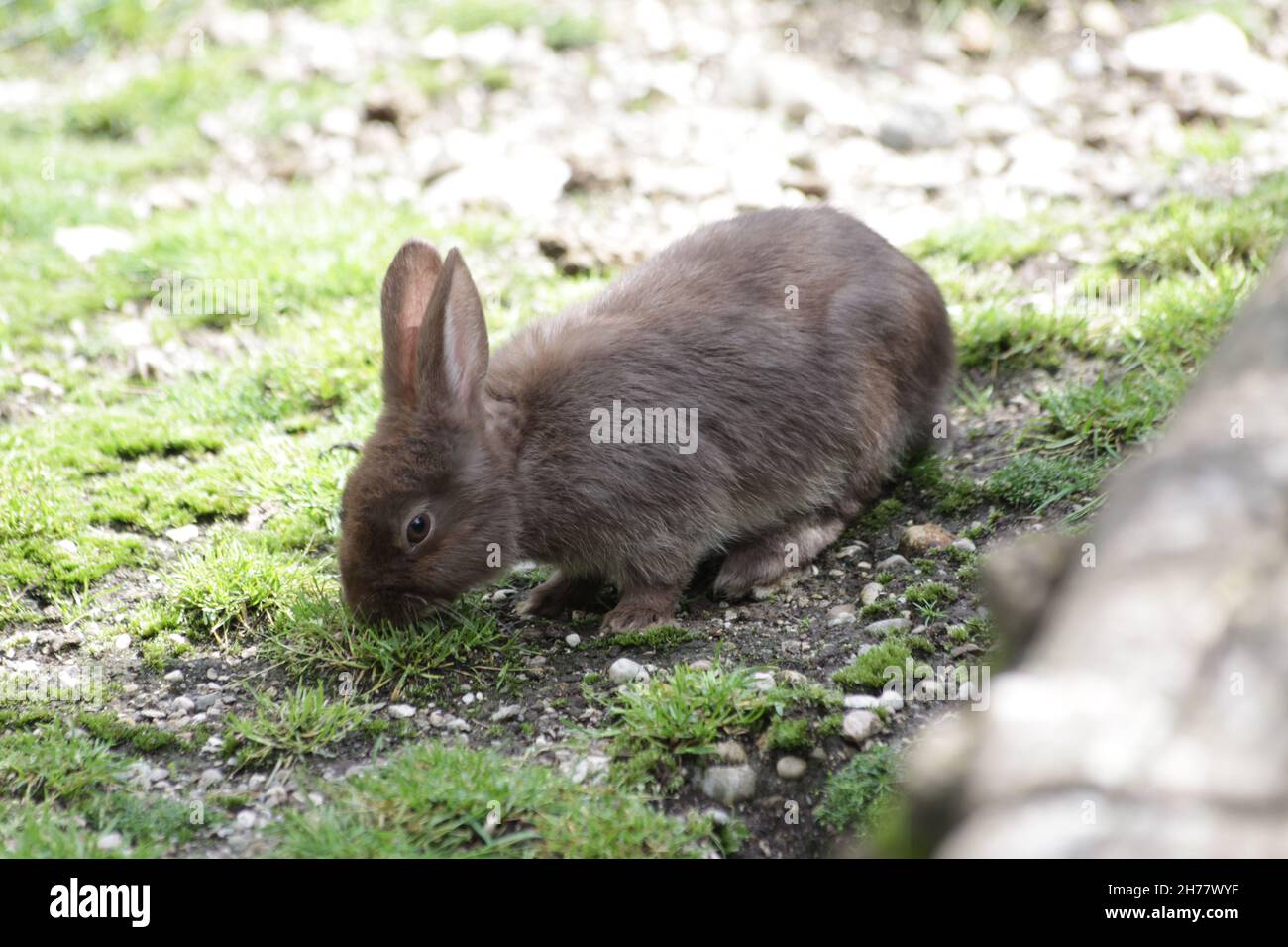 Buny hi-res stock photography and images - Alamy