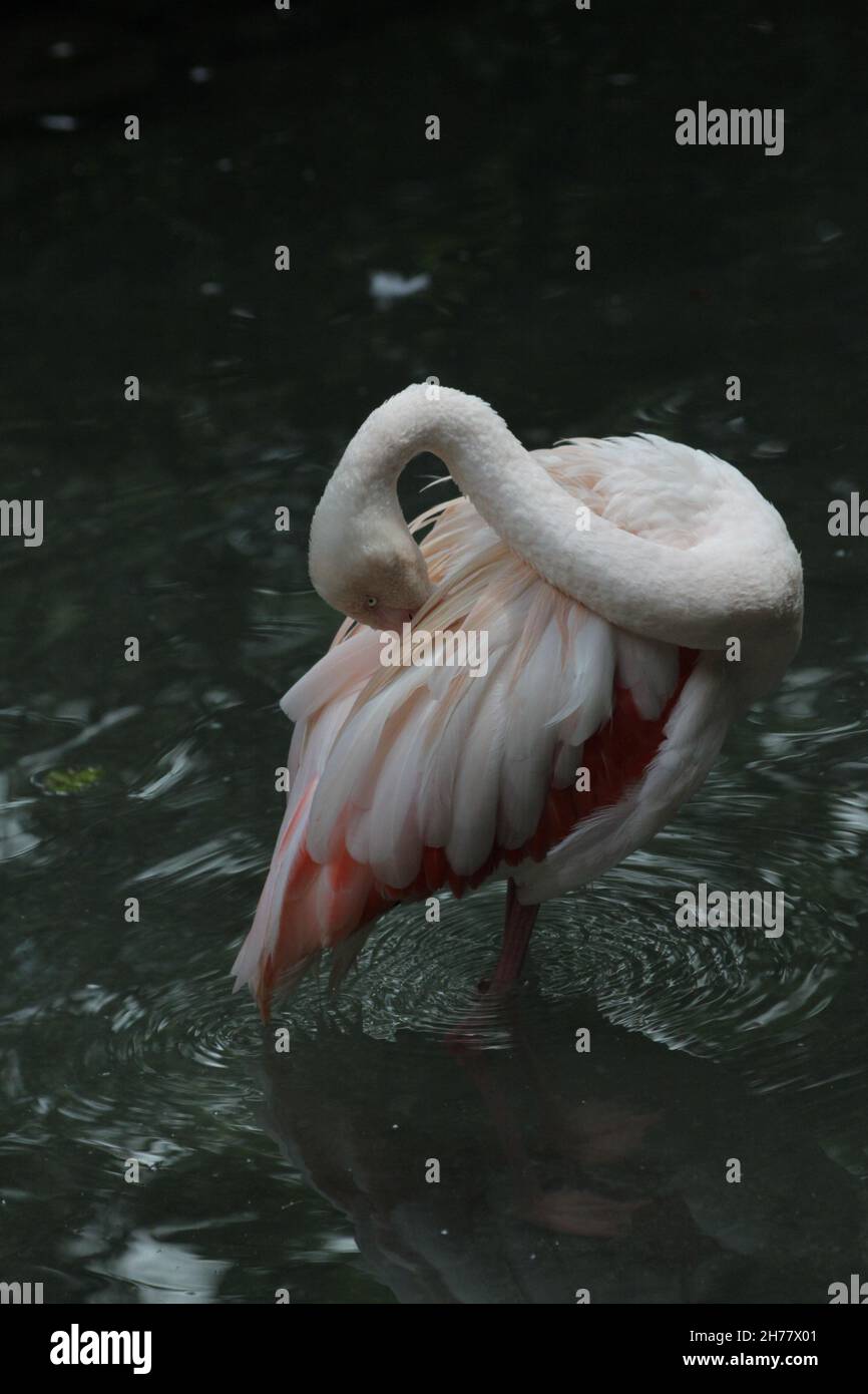 Flaming in water Stock Photo - Alamy