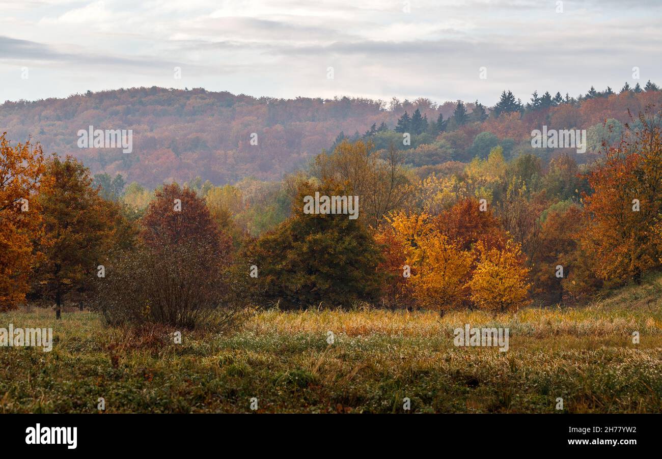 Autumn woodland. Nature in fall season. Colorful forest landscape Stock ...