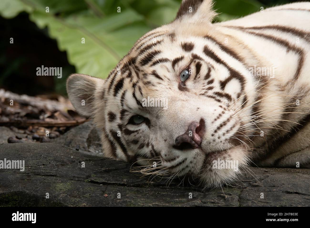 The vicious beautiful patterned white tiger in the zoo Stock Photo - Alamy