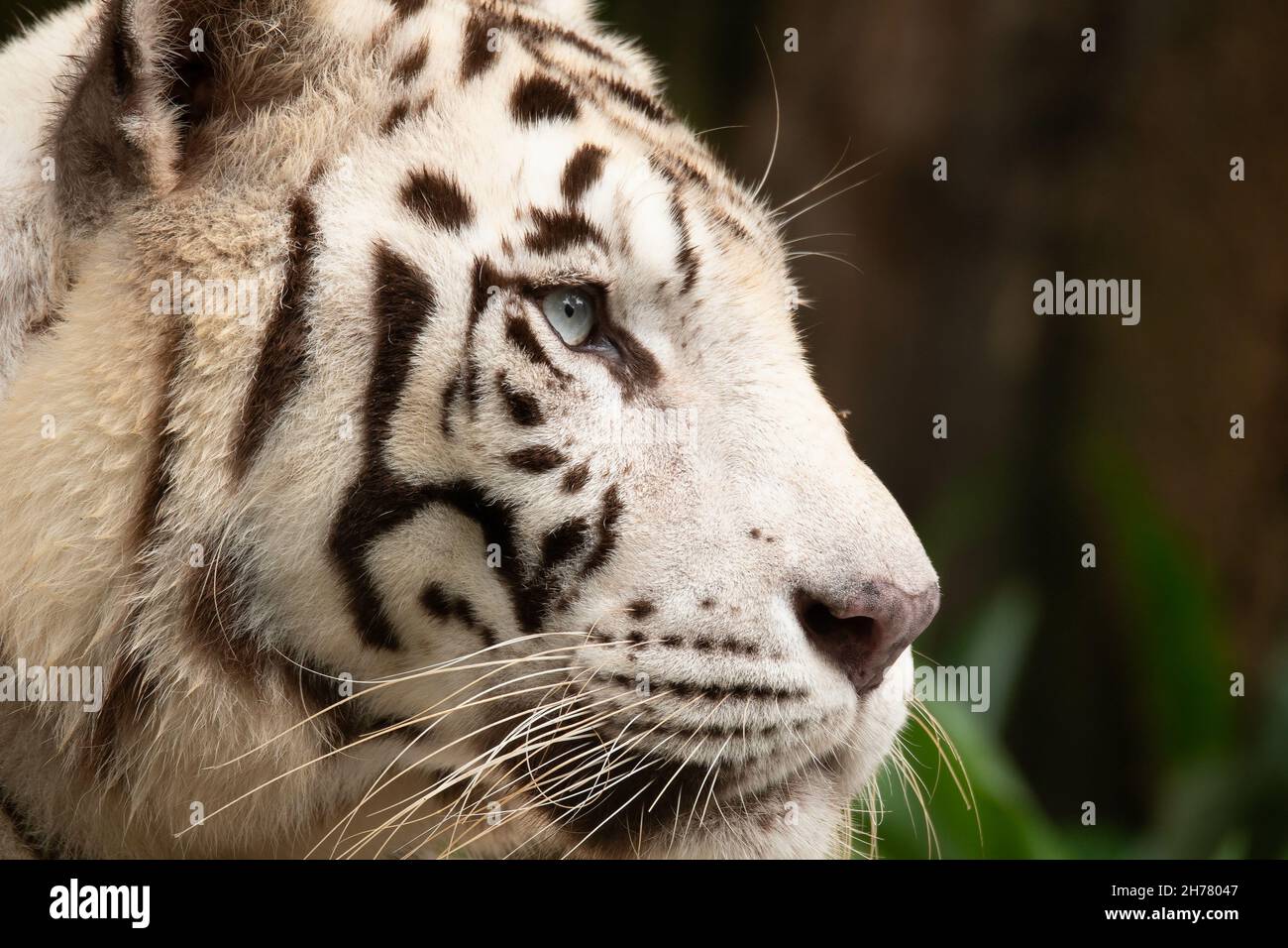 White and fluffy tigers hi-res stock photography and images - Alamy