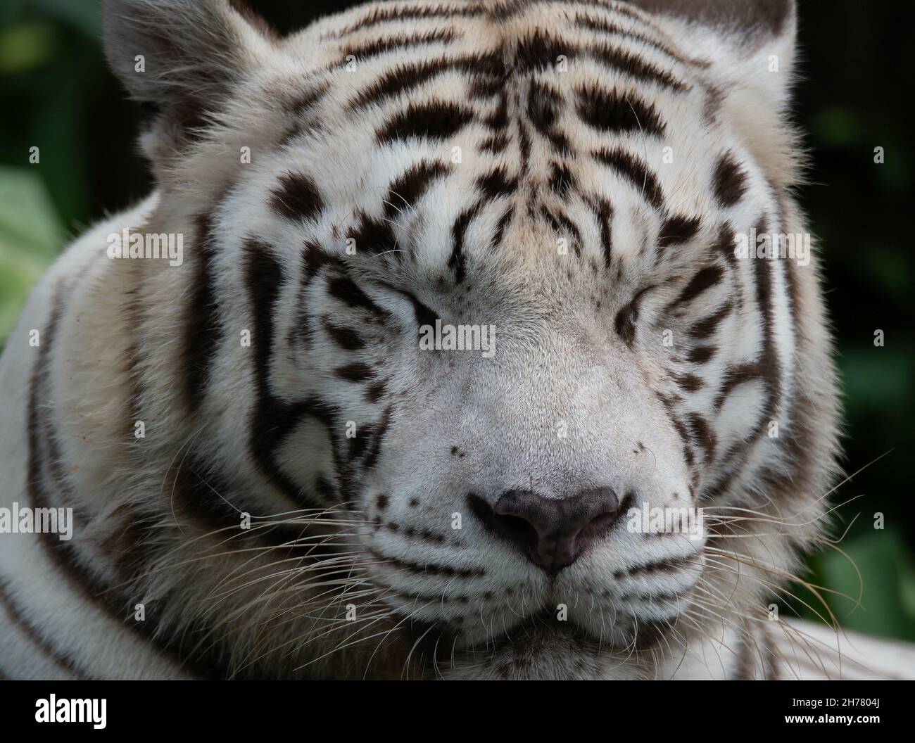 The vicious beautiful sleeping patterned white tiger in the zoo Stock ...