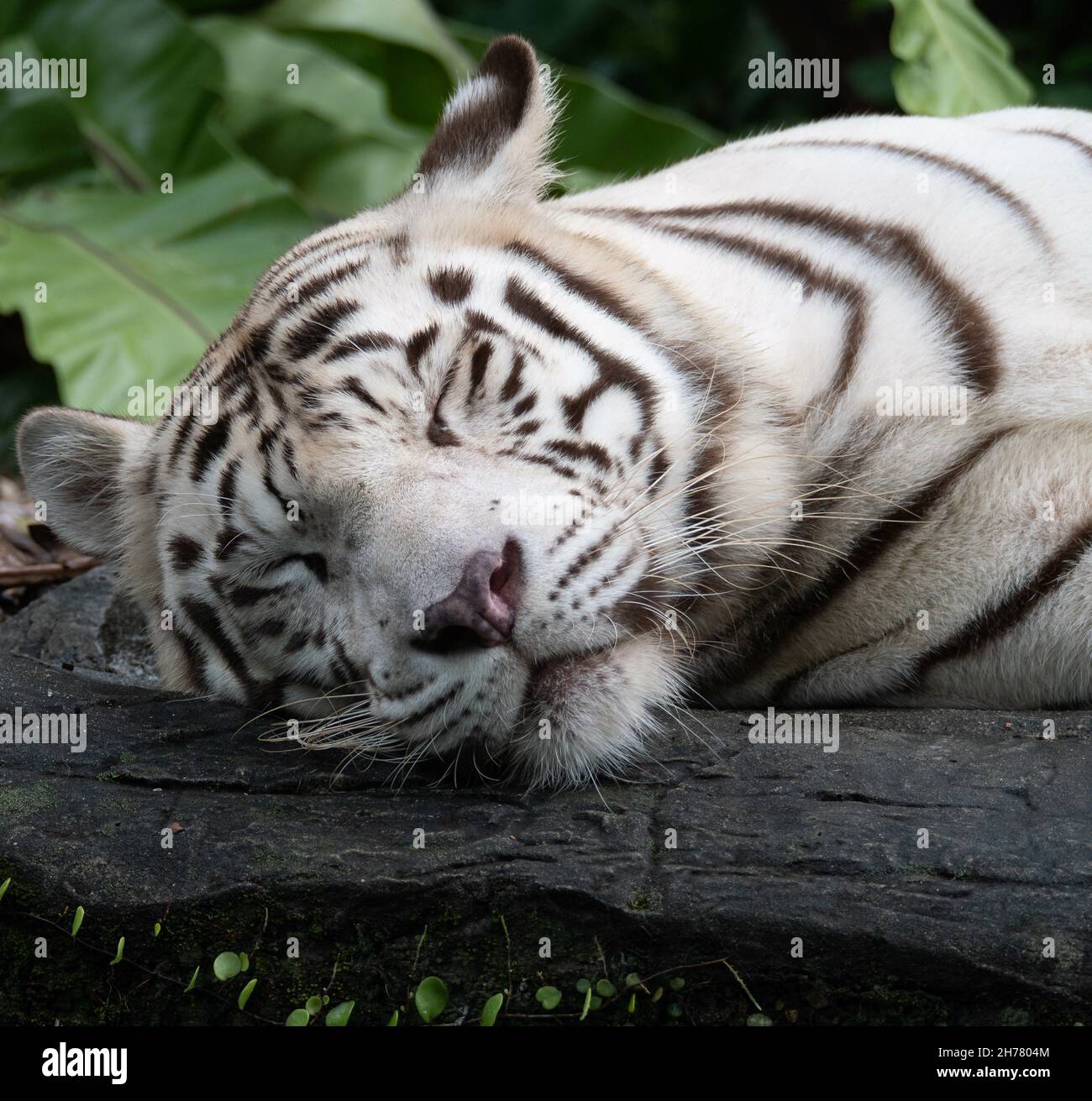 The vicious beautiful sleeping patterned white tiger in the zoo Stock ...