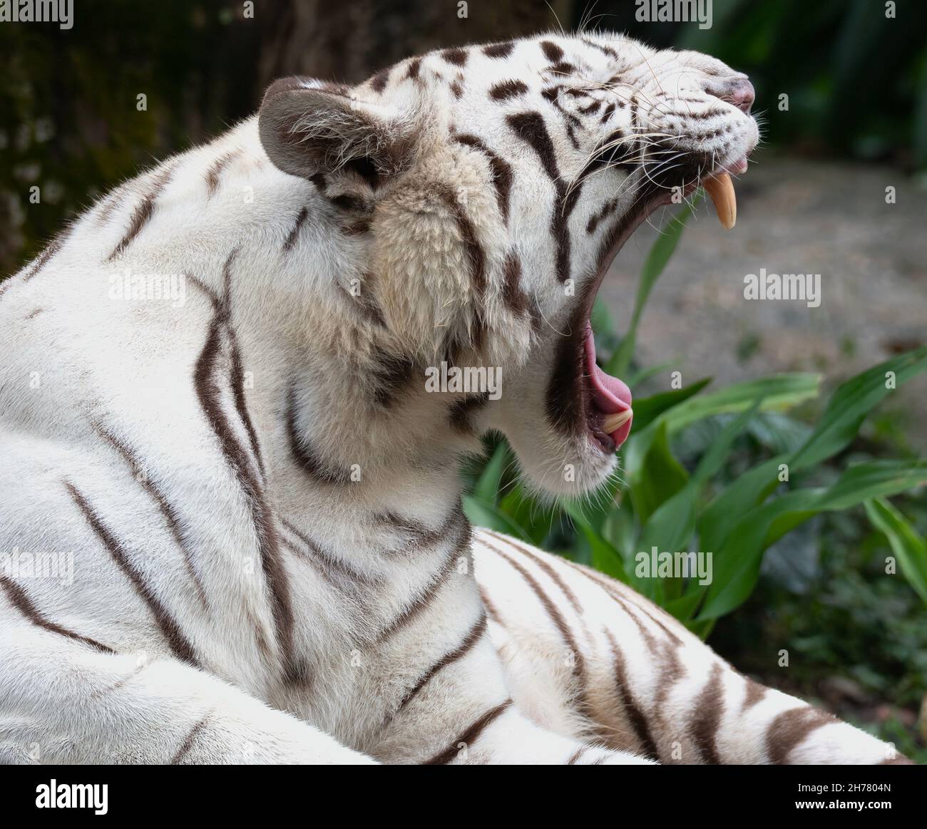 Fluffy tigers hi-res stock photography and images - Alamy