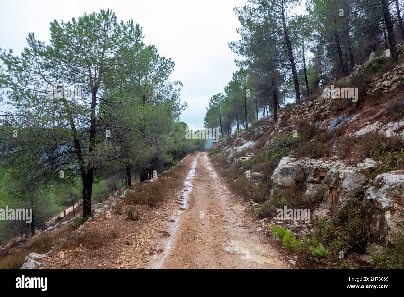 A footpath in the forest of Mt. Eitan in Sataf Nature Reserve located ...