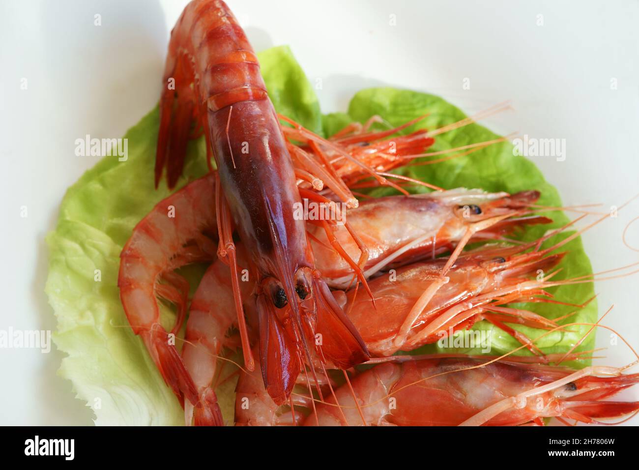 Aristaeomorpha foliacea - Fresh Red Shrimp, Sicily, Italy. Gambero ...