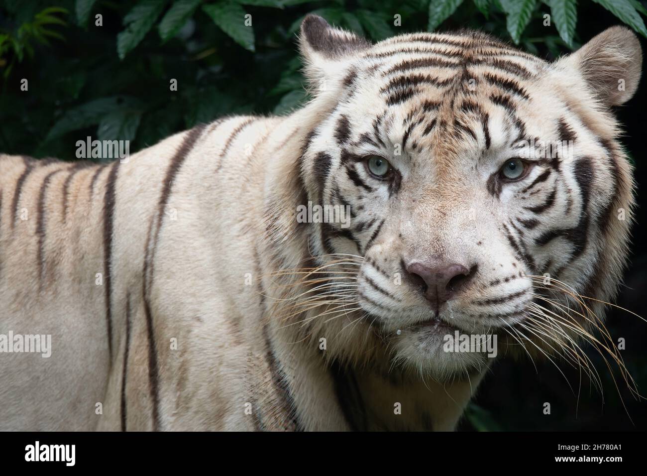 Fluffy tigers hi-res stock photography and images - Alamy