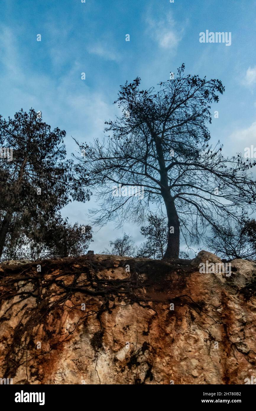 Exposed roots of a tree due to soil erosion in a forest near Jerusalem ...