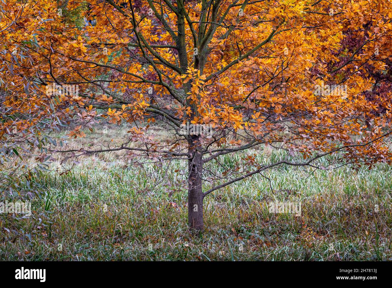 Oak tree with orange leaves at fall season. Autumn leaf color Stock ...