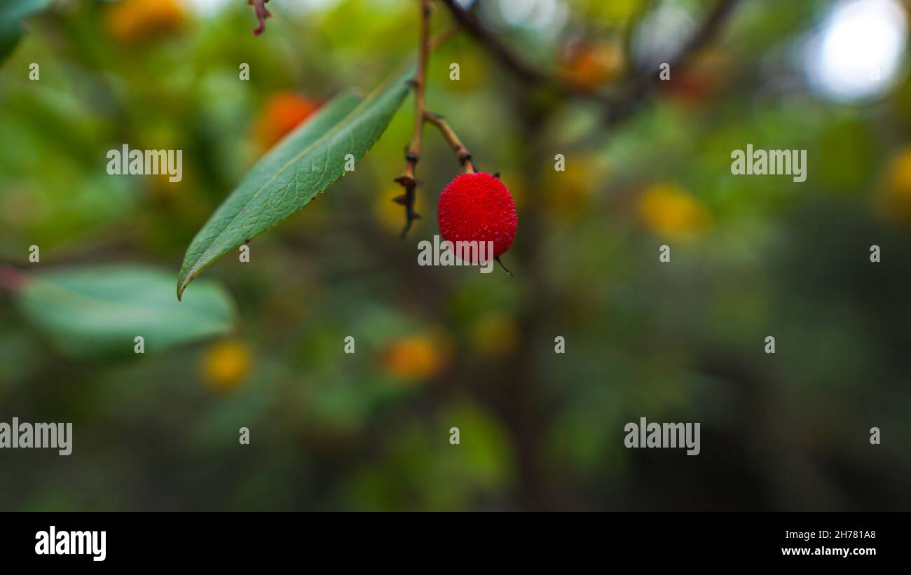 A selective focus shot of Arbutus unedo fruits in the garden Stock ...