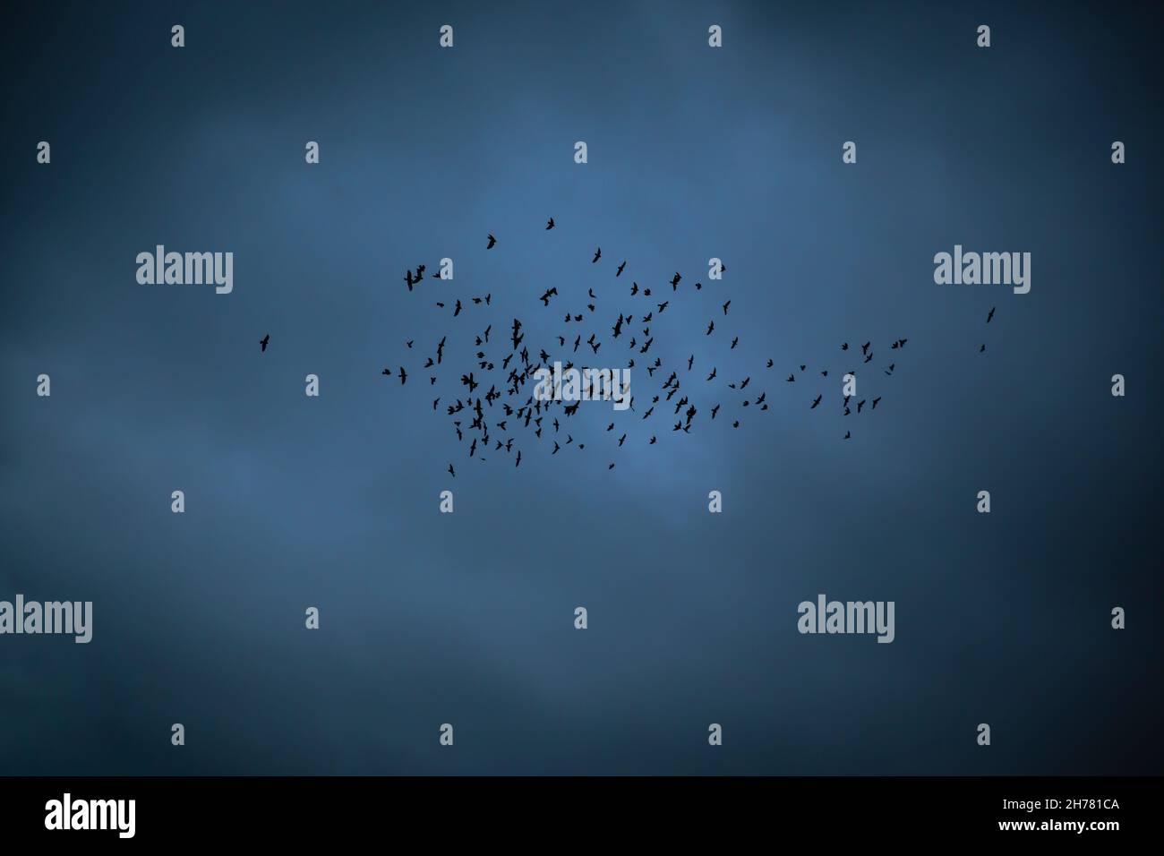 Large group of swallows hi-res stock photography and images - Alamy