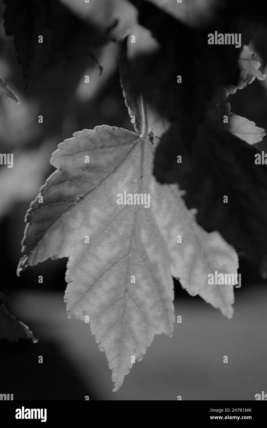 A grayscale of maple leaves Stock Photo - Alamy