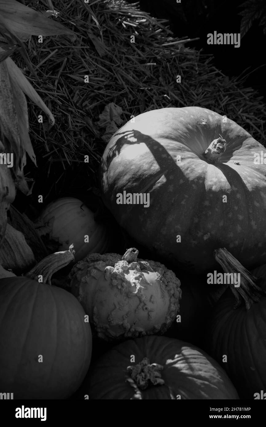 A grayscale of harvested pumpkins in the garden Stock Photo - Alamy