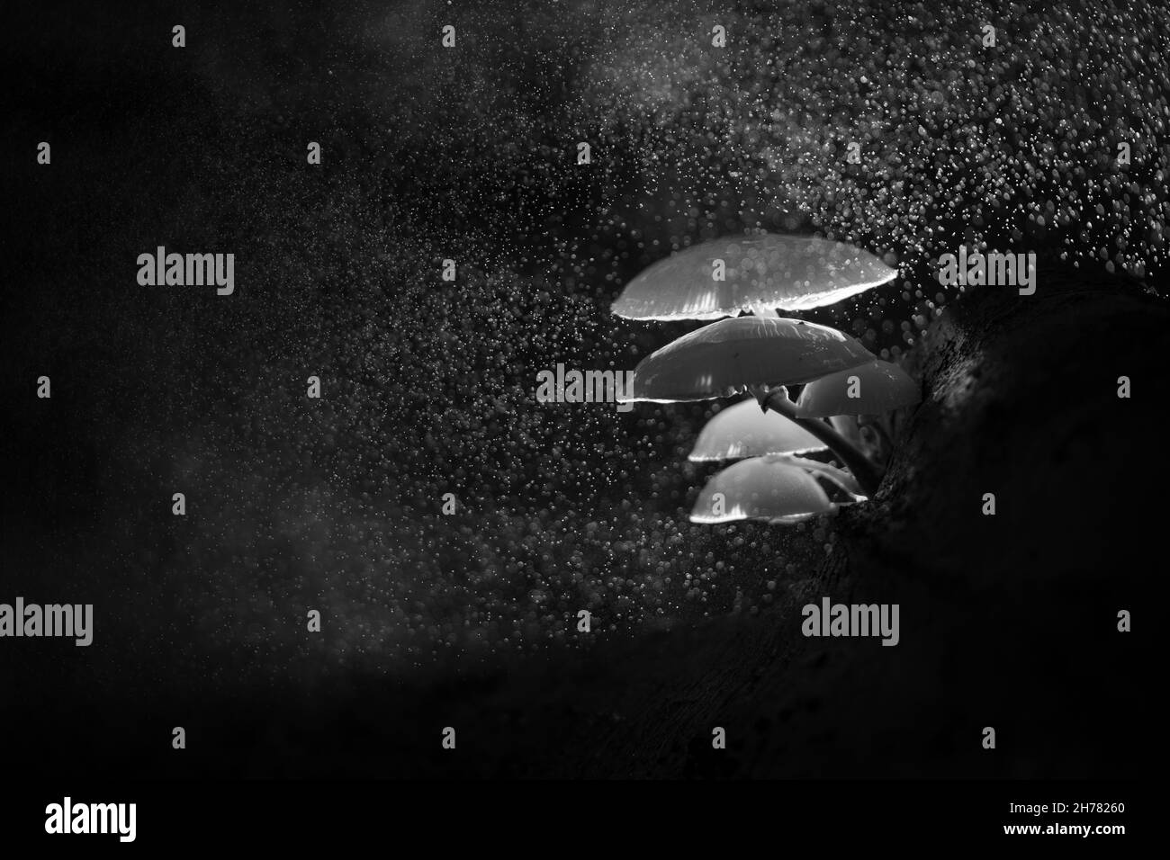 A grayscale shot of Oudemansiella mucida (porcelain fungus) with water ...