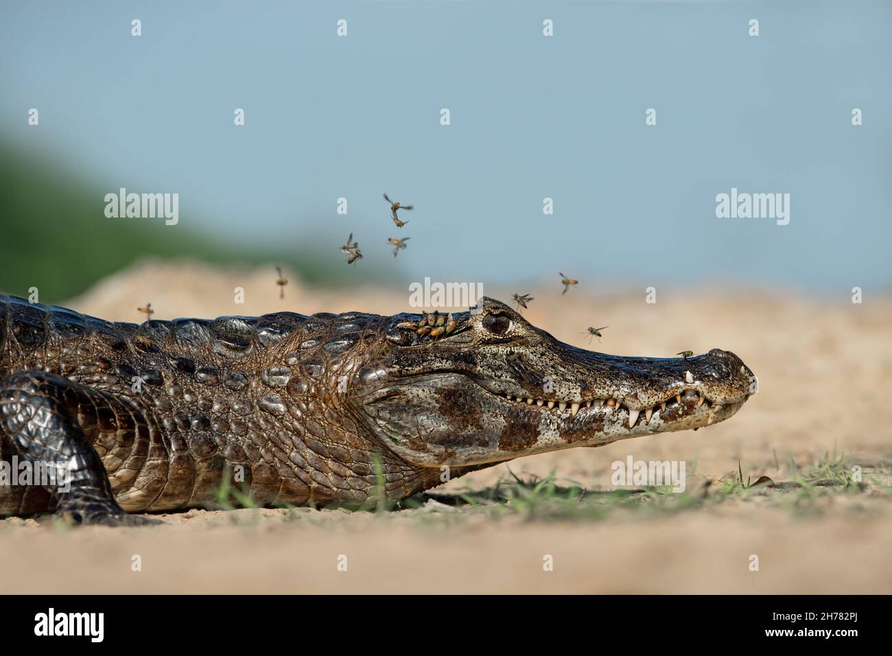 Caiman teeth hi-res stock photography and images - Alamy