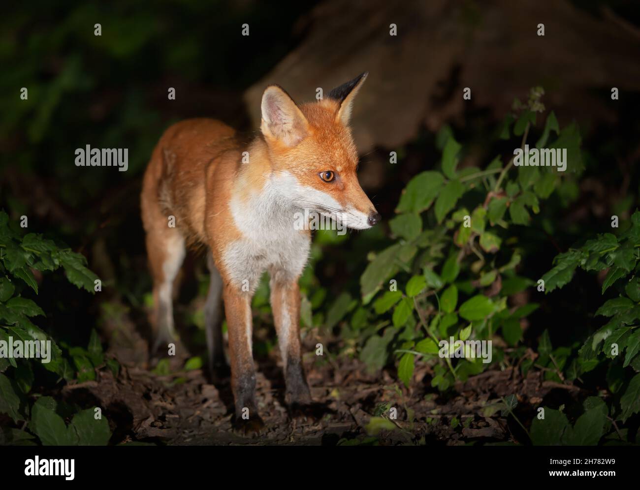 Red fox animal in the forest hi-res stock photography and images - Alamy