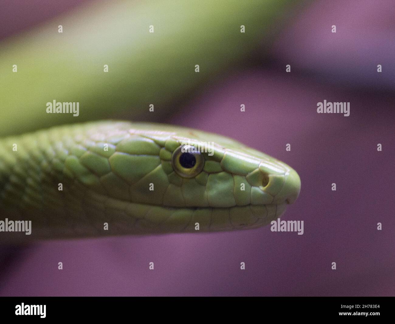 A closeup of a rough green snake under the sunlight in a zoo with a ...