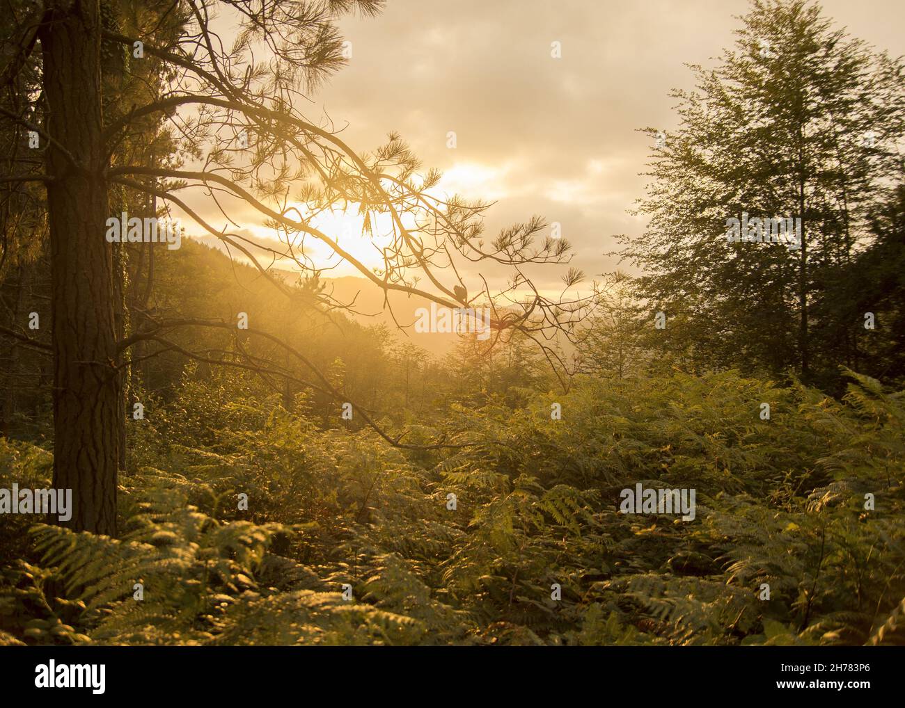 A landscape of a forest covered in trees and bushes under the sunlight ...