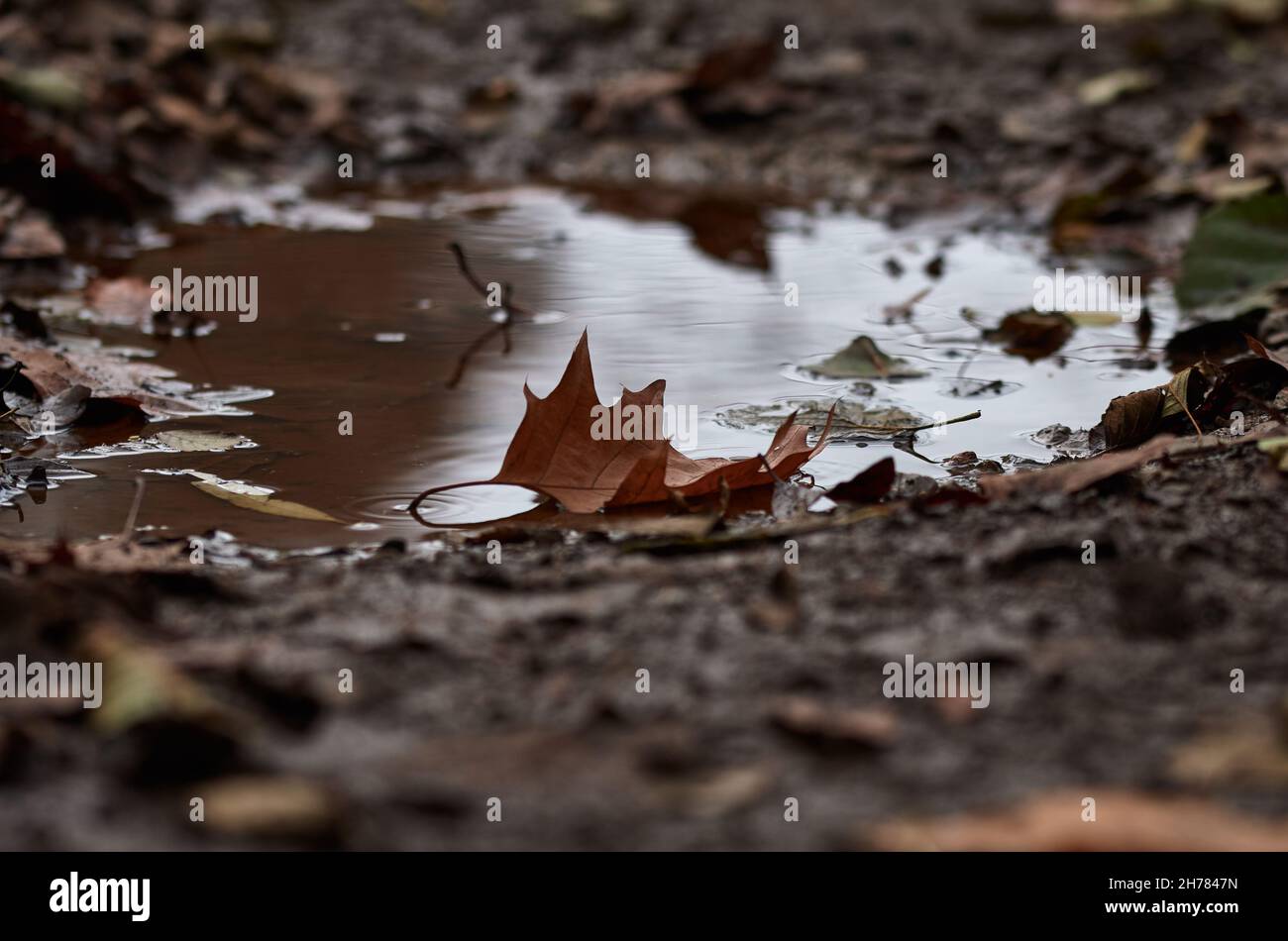 Puddle floor hi-res stock photography and images - Alamy