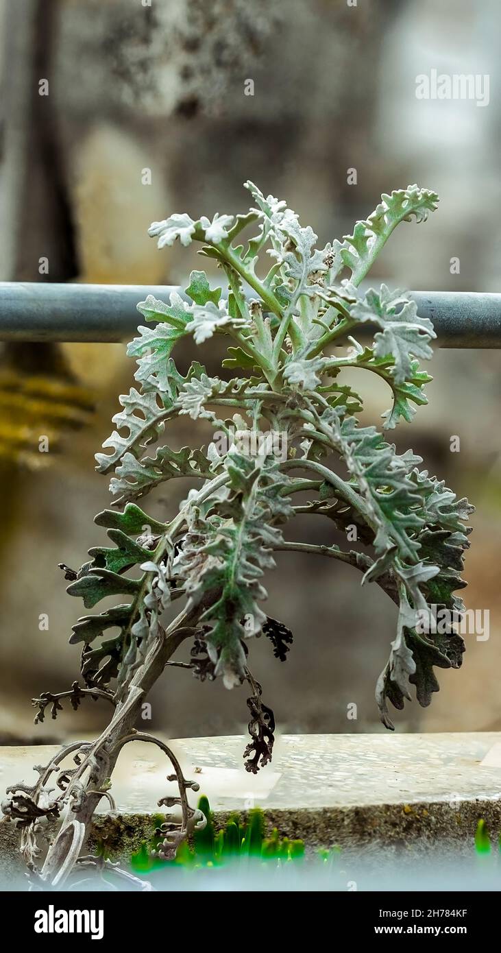 A close up shallow focus of a green plant on a metal barrier drooping ...