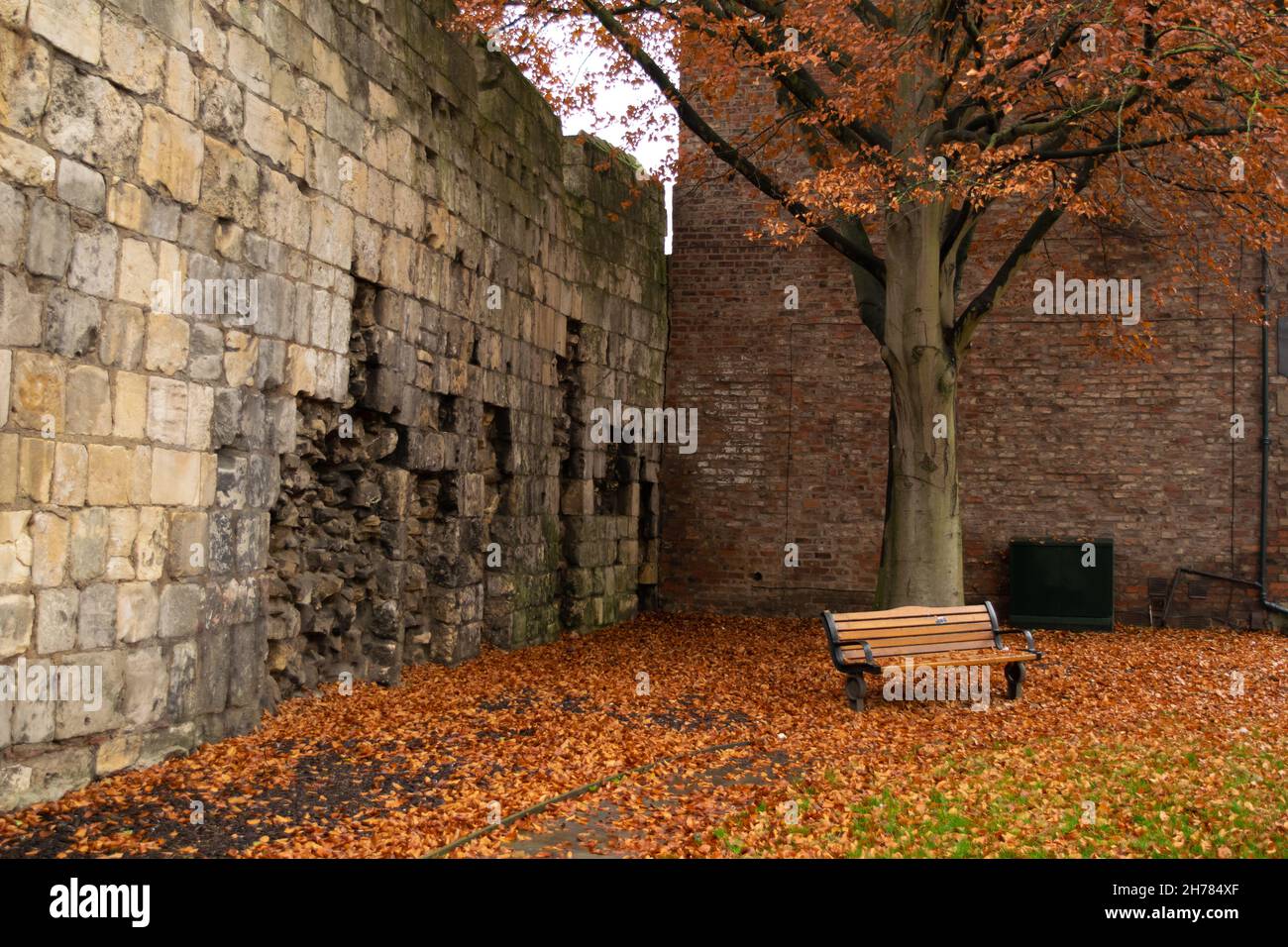 Bench under tree next to ancient York wall surrounded by autumn leaves ...