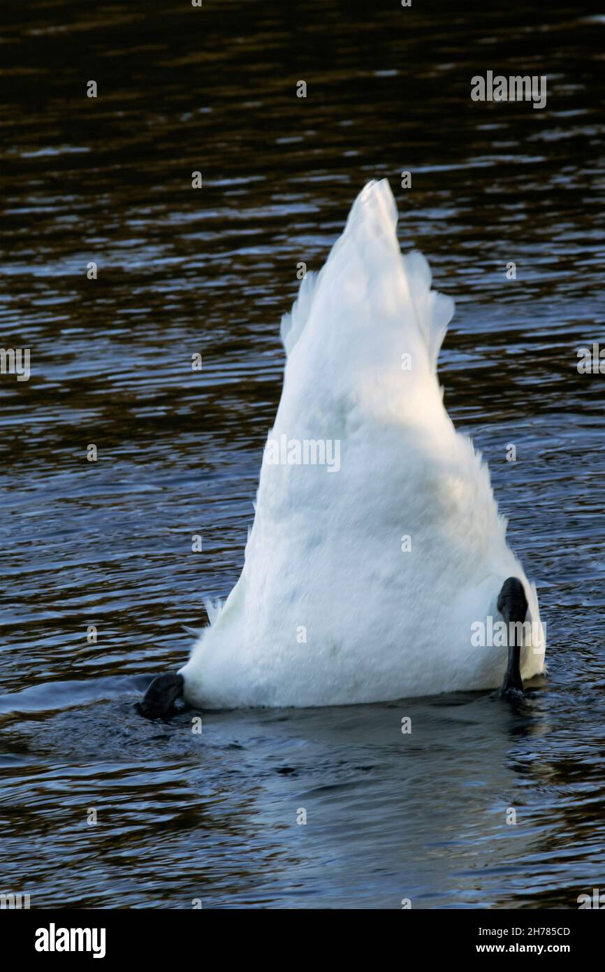 Mute Swan have a feeding technique known as 'up-ending'. Their long ...