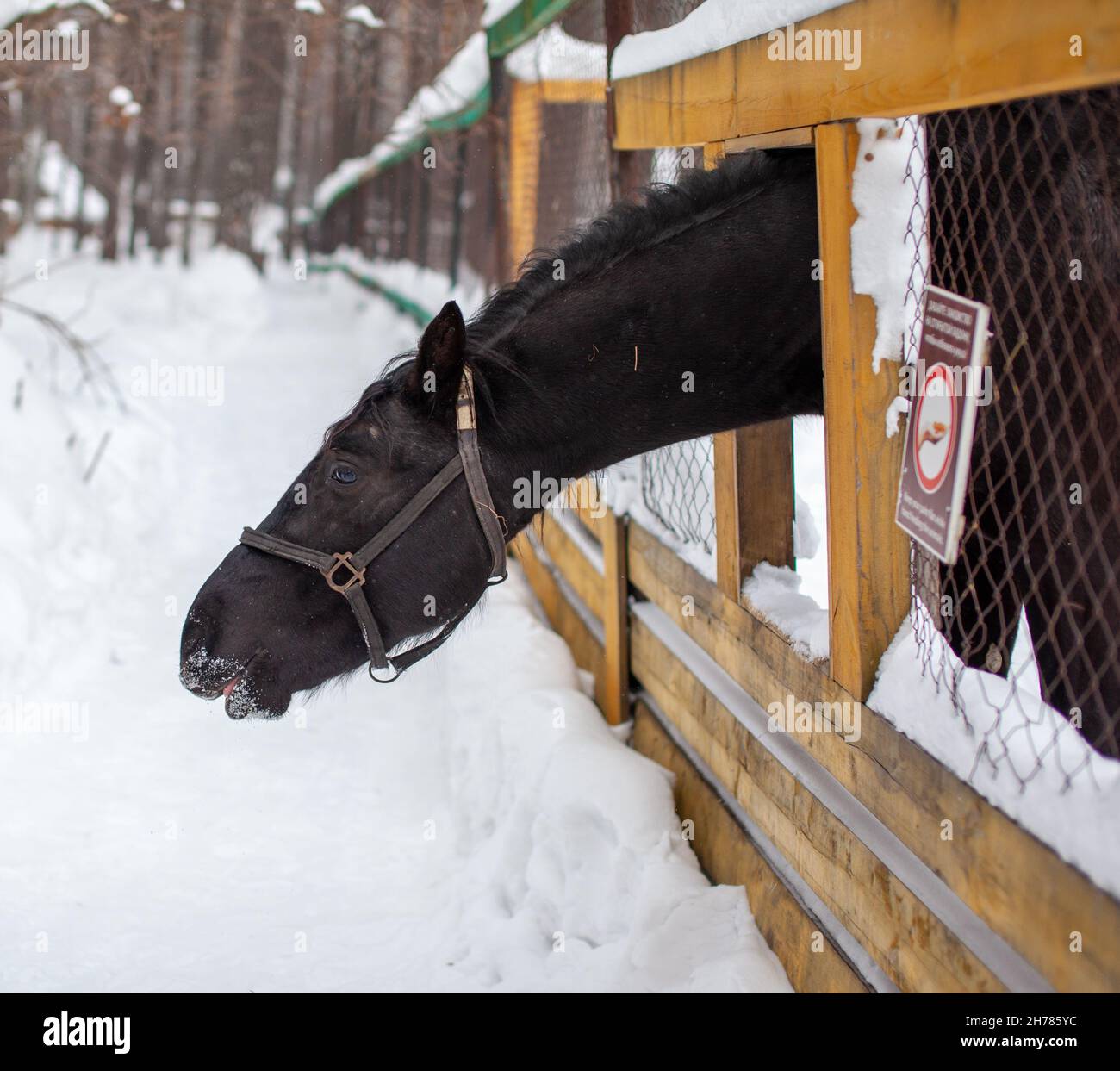 Breeding Horses High Resolution Stock Photography and Images - Alamy