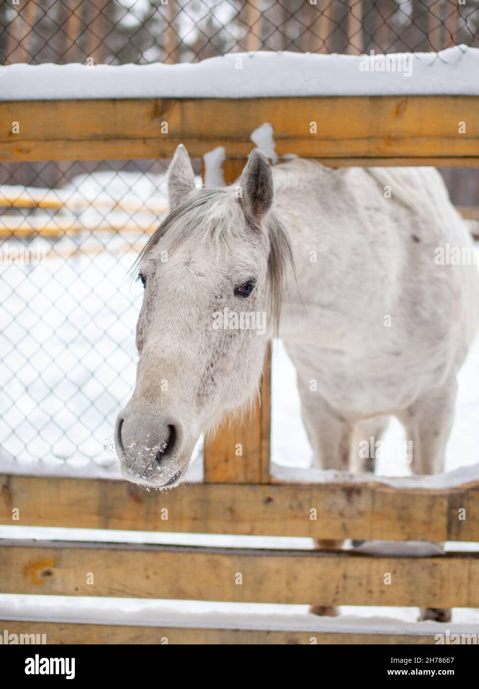 Horse head over fence hi-res stock photography and images - Alamy
