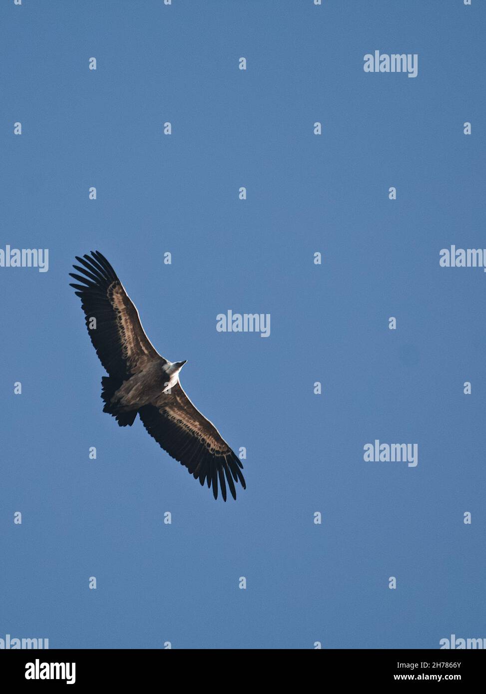 A tranquil view of a vulture flying high in the clear blue sky with ...