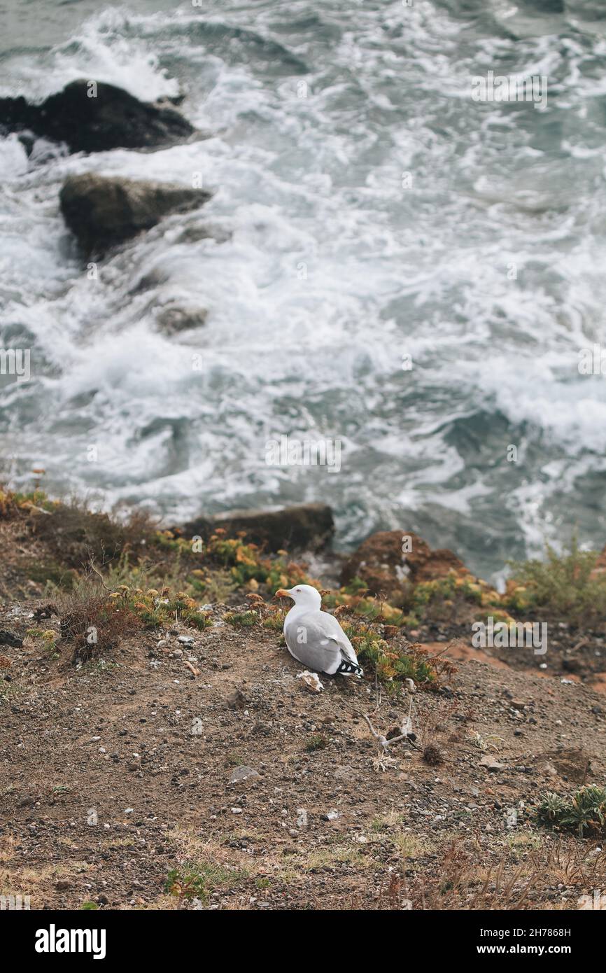 Gull with foamy sea hi-res stock photography and images - Alamy