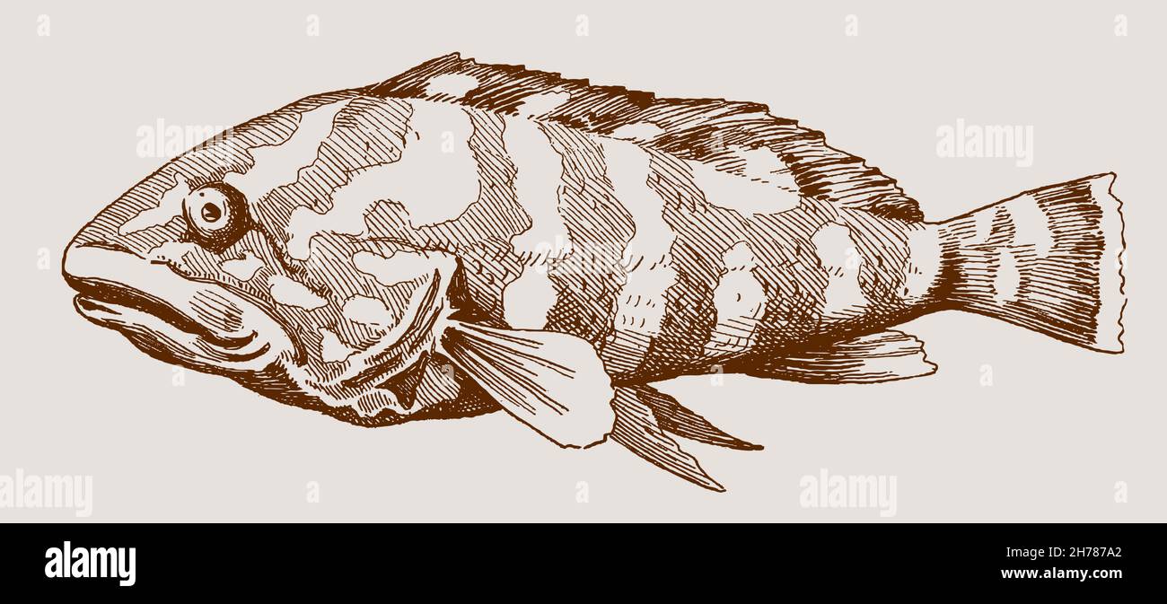 Endangered Nassau grouper epinephelus striatus in profile view, after ...