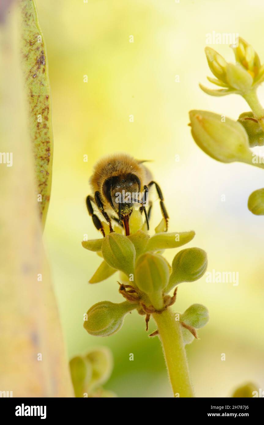 Honey bee collects nectar from blossoms in an avocado Plantation ...
