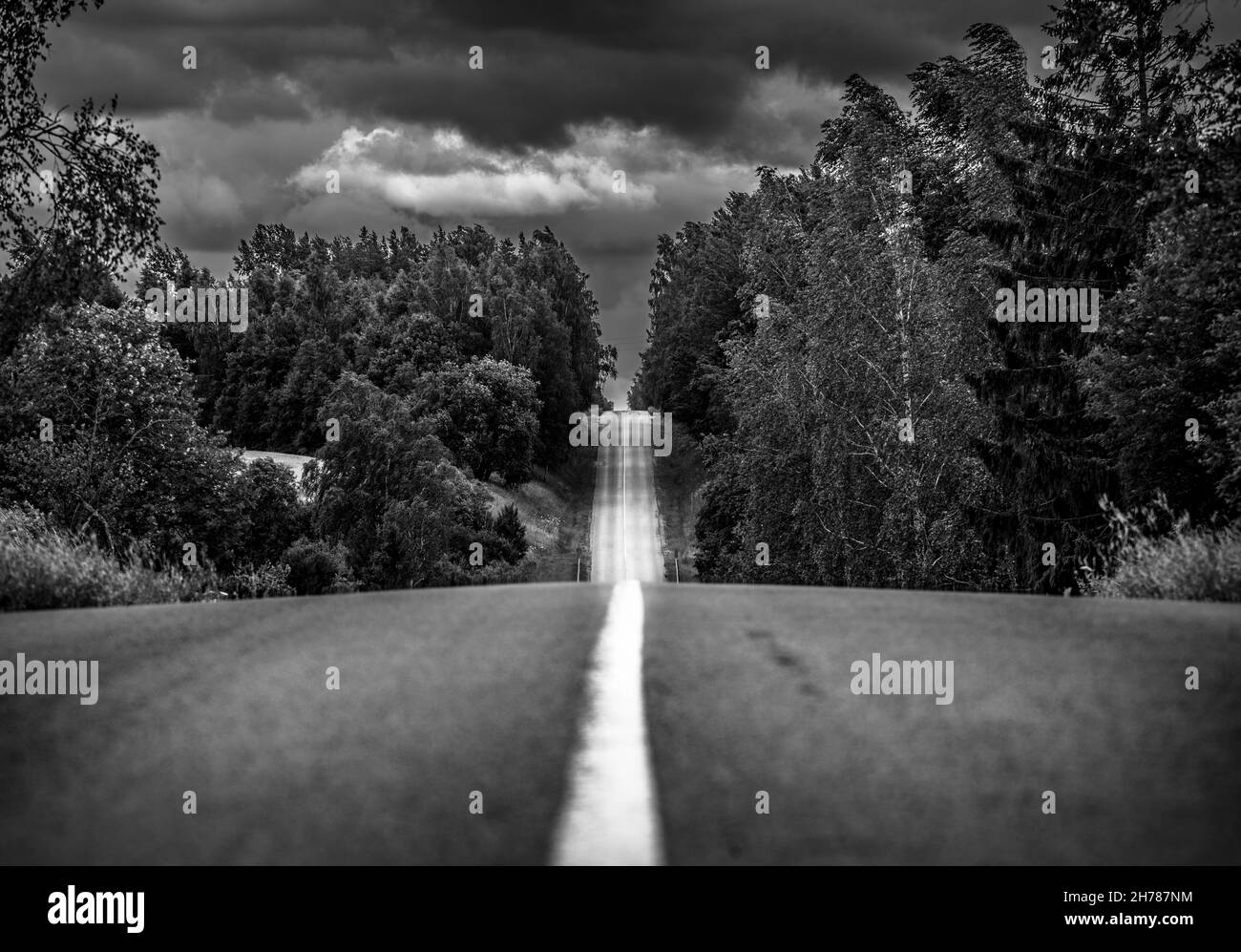 Larch pine forest in Black and White Stock Photos & Images - Alamy