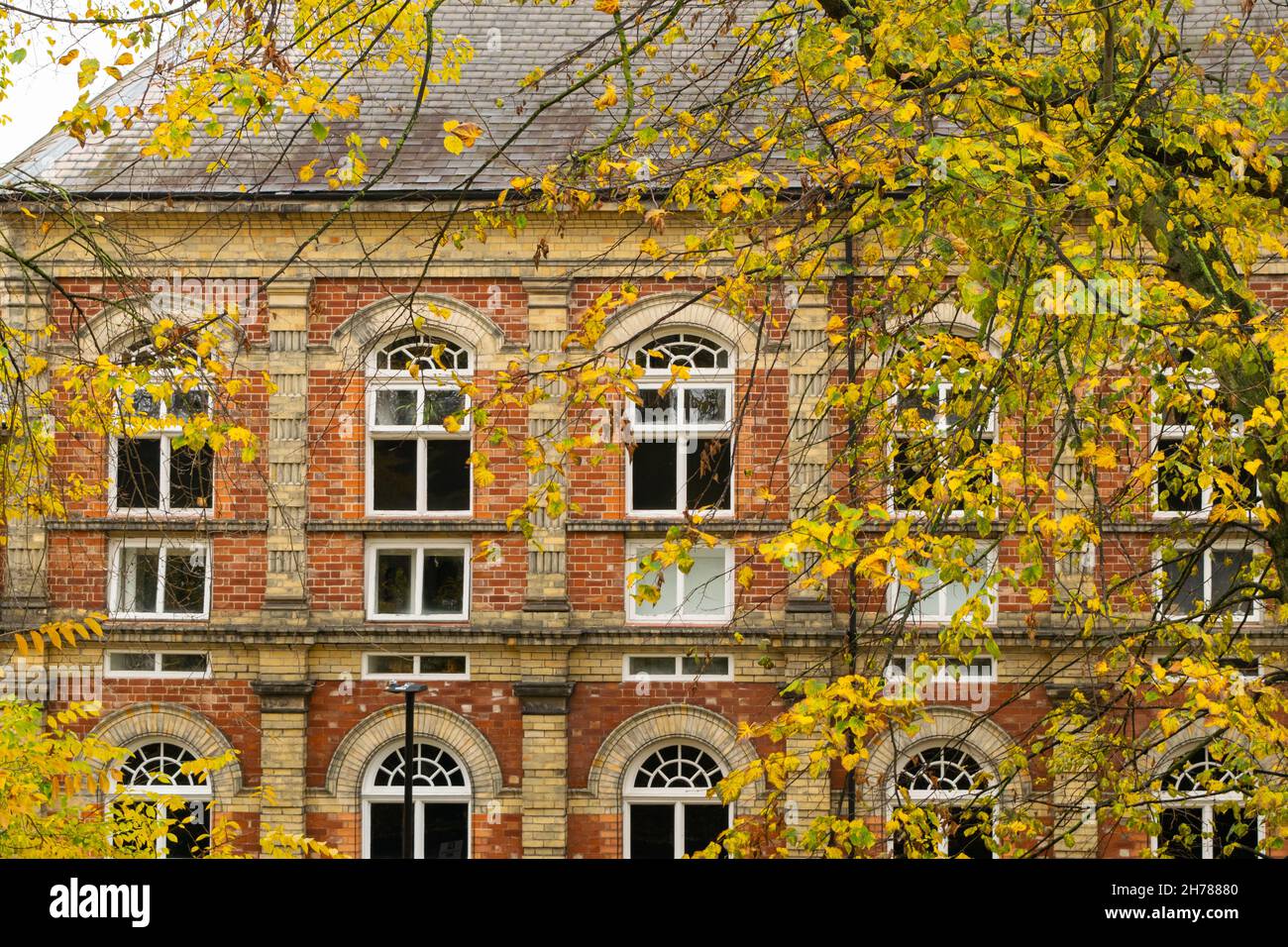 Windows of old British terraced townhouses behind yellow autumn leaves ...