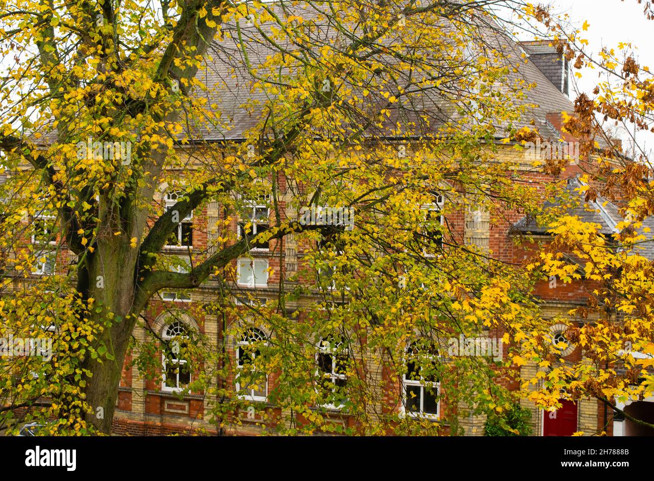 Windows of old British terraced townhouses behind yellow autumn leaves ...