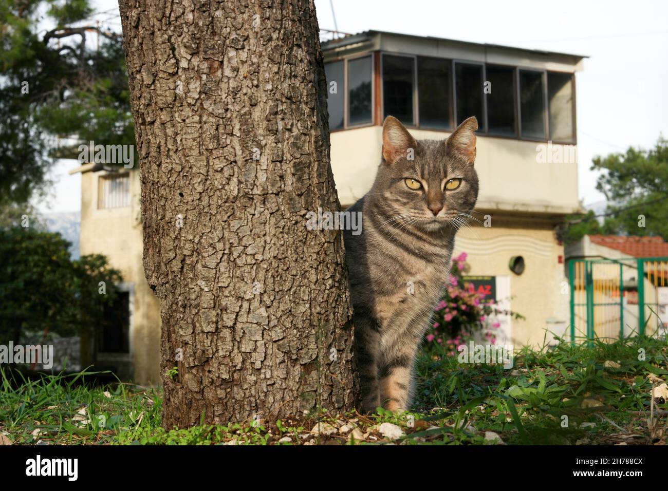 Cat next to Natural History Museum and Zoo on Marjan hill in Split ...