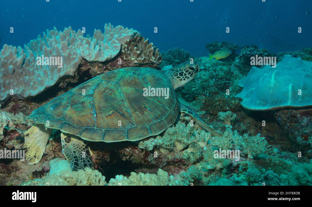 green sea turtle resting on coral reef garden in watamu marine park ...